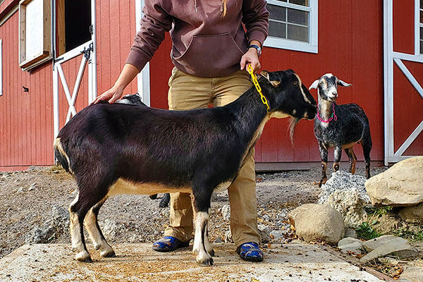 Selecting a Goat Breed - Why We Chose Kinder Goats - Oops-A-Daisy Farm
