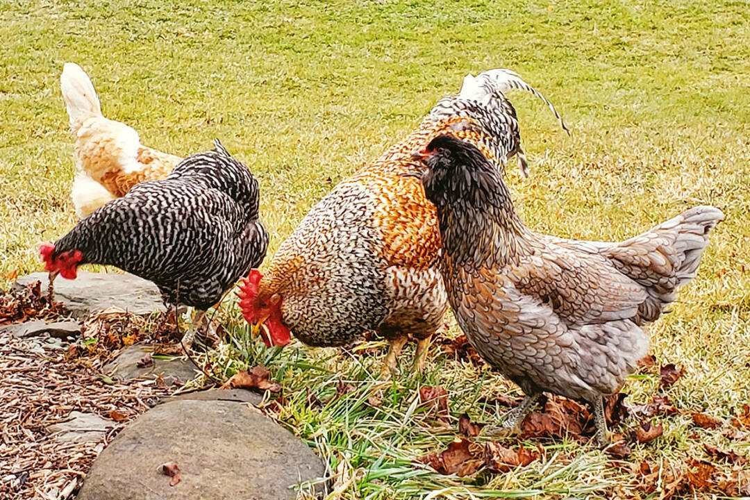 Barnyard Favorites: Our Top Picks for Laying Hens - Oops-A-Daisy Farm