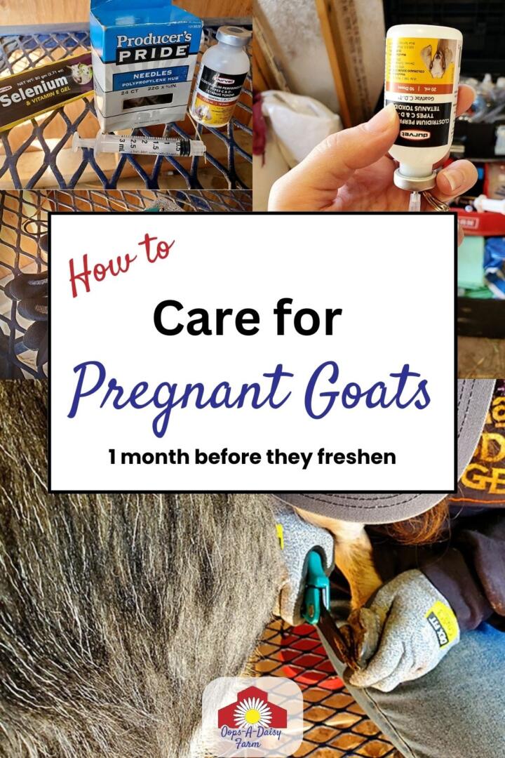 Pregnant Goat Care (Countdown to Kidding) - Oops-A-Daisy Farm