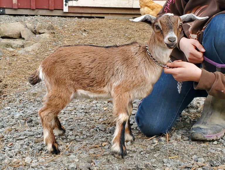 Kinder Goats - Oops-A-Daisy Farm